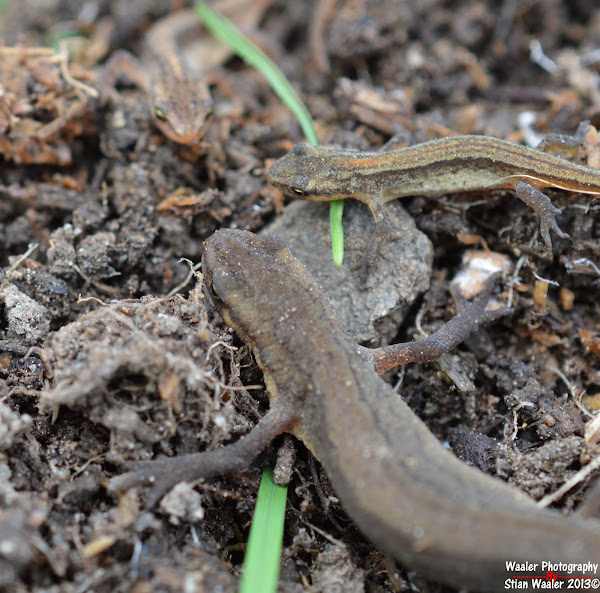 Smooth Newt | Project Noah