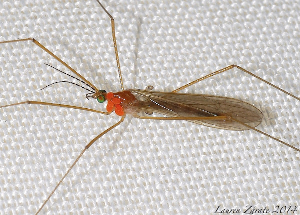 Crane Fly with Mites | Project Noah
