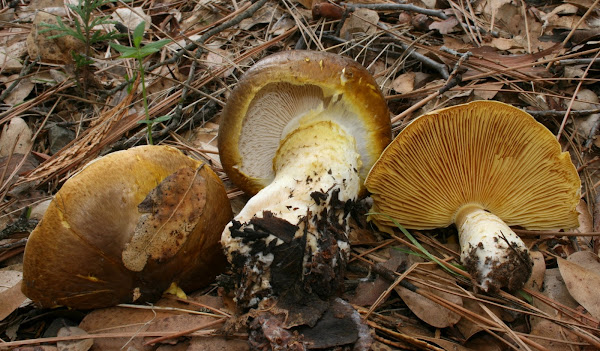 Floccularia albolanaripes | Project Noah