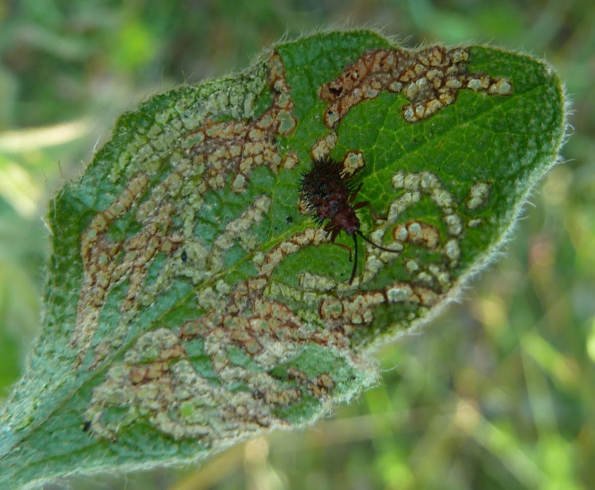 Spiny Leaf Beetle | Project Noah