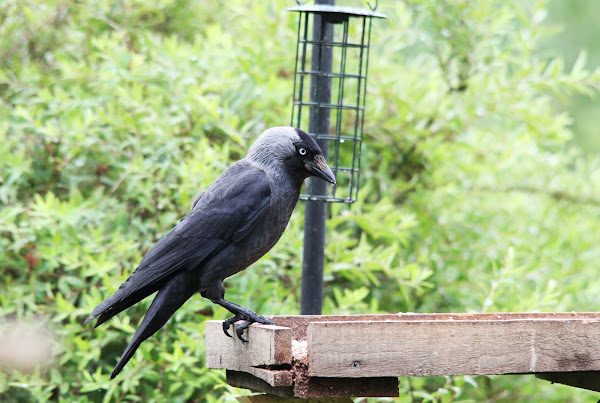 Jackdaw | Project Noah