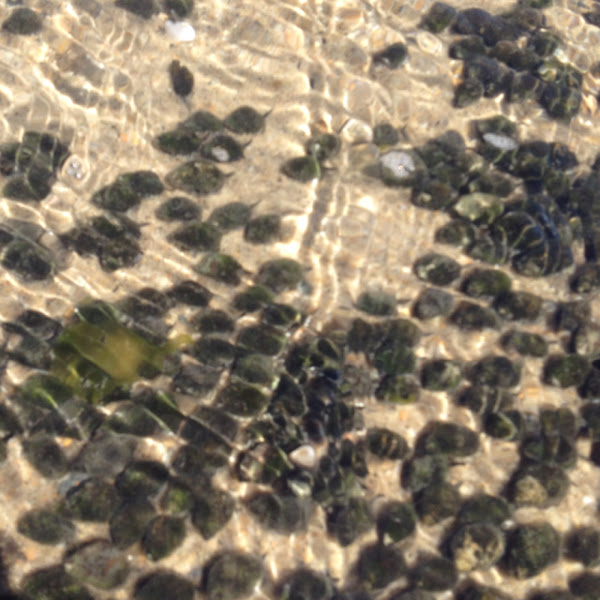 Periwinkle snails | Project Noah