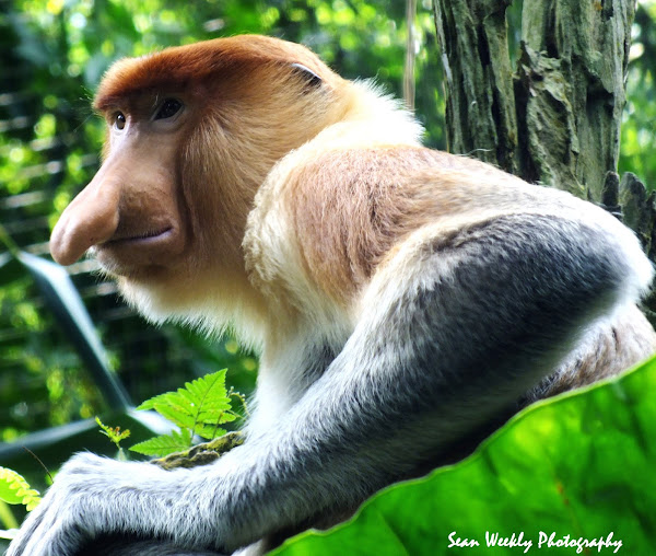 Proboscis Monkey | Project Noah