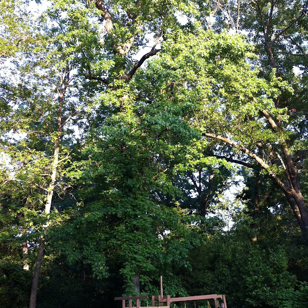 Sweet Gum Tree | Project Noah