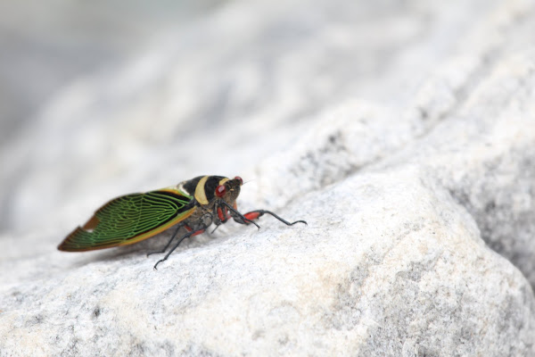 Cicada | Project Noah