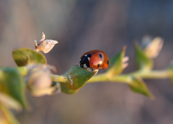 Seven-Spot Ladybug | Project Noah