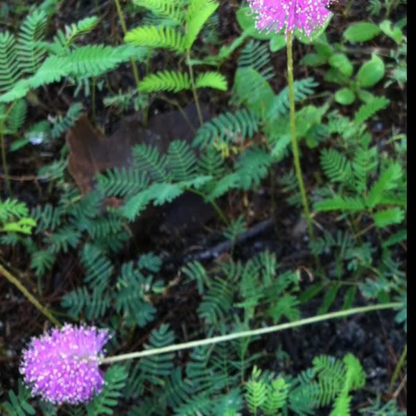 Sunshine Mimosa | Project Noah