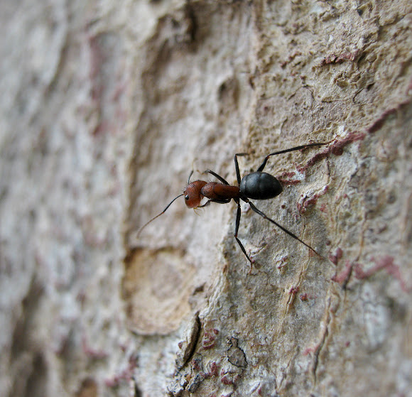 Arboreal Ants | Project Noah