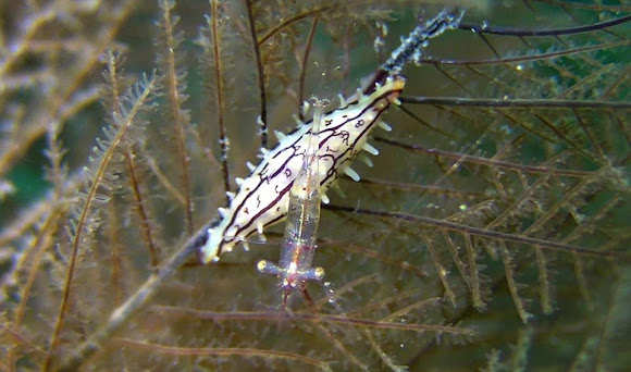 Poppe's Spindle Cowrie | Project Noah