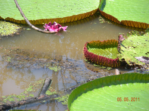 Giant Lily Pad | Project Noah