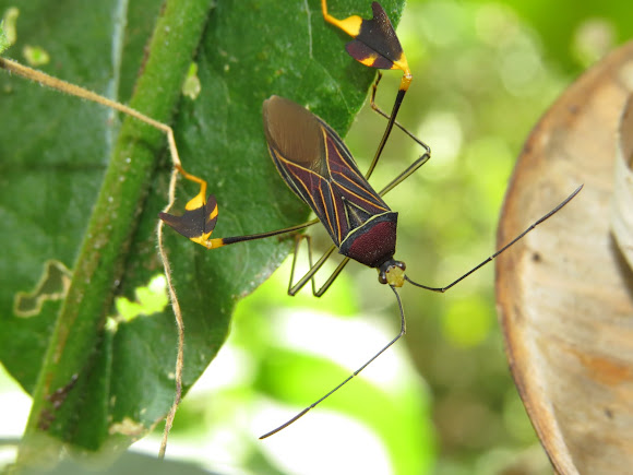 Leaf-footed bug | Project Noah