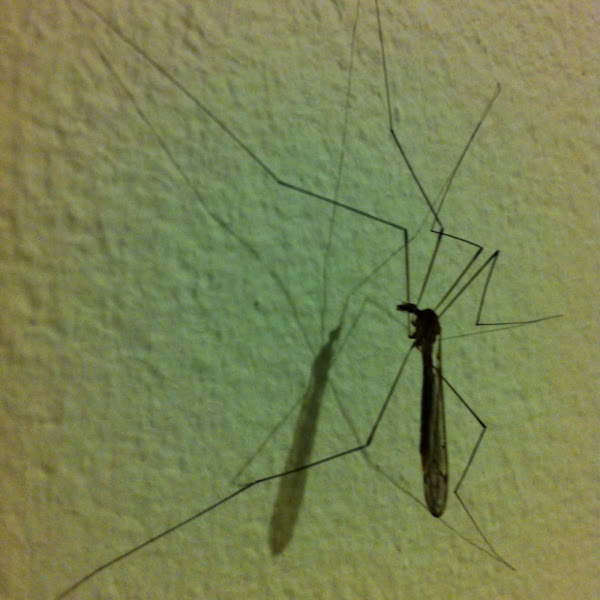 Crane fly | Project Noah