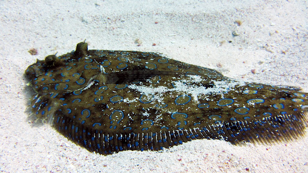 Peacock Flounder | Project Noah