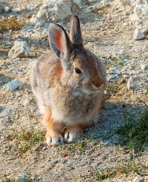 Nuttall's Cottontail | Project Noah