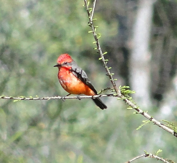 Mosquero cardenalito | Project Noah