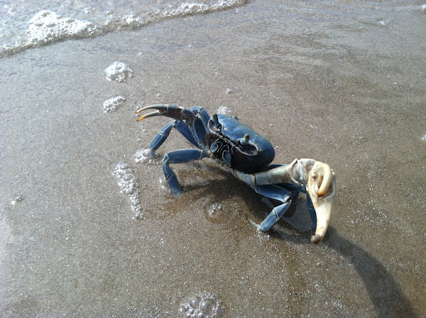 blue land crab | Project Noah