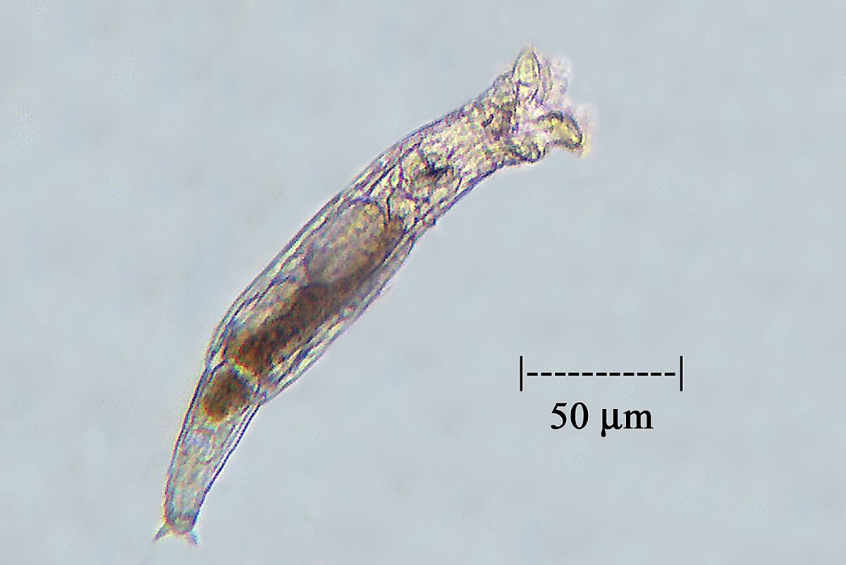 Rotifer | Project Noah