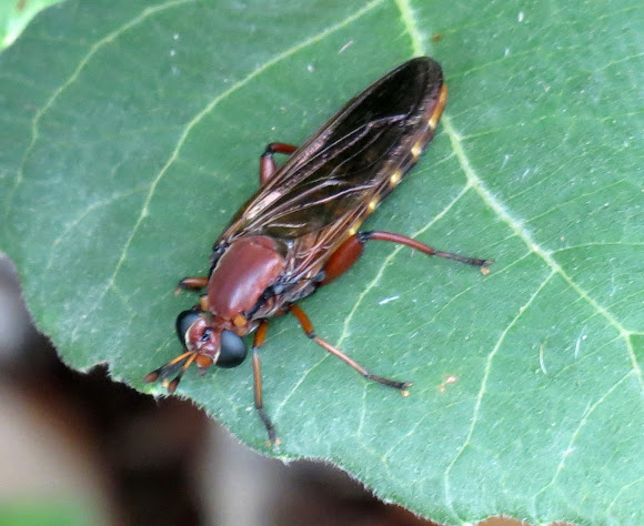 Midas fly | Project Noah