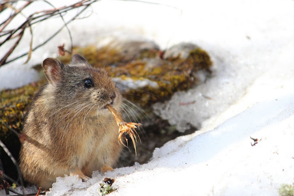 Royle's Pika | Project Noah