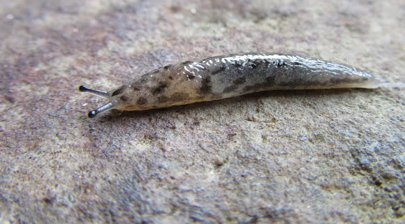 Changeable Mantleslug | Project Noah