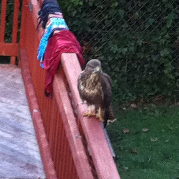 Common Buzzard | Project Noah