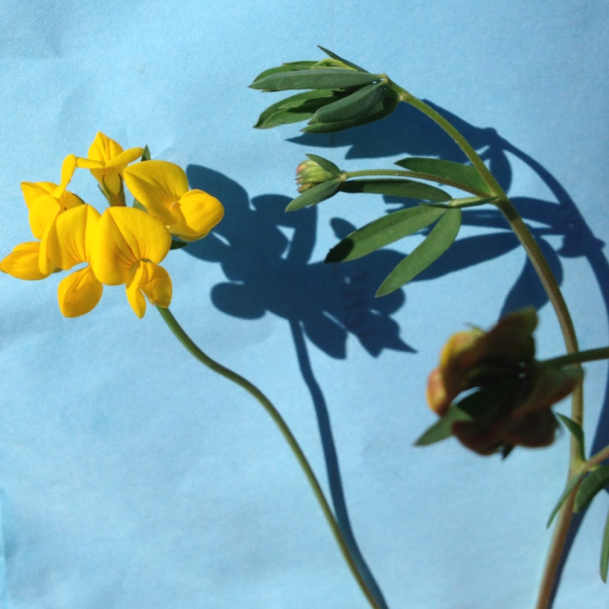 Bird's Foot Trefoil or Birdfoot Deervetch | Project Noah