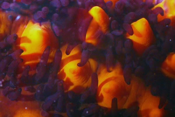 Spiny Sea Star | Project Noah