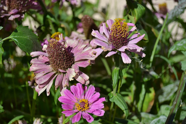 Unknown Plant | Project Noah