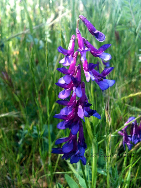 Winter Vetch | Project Noah