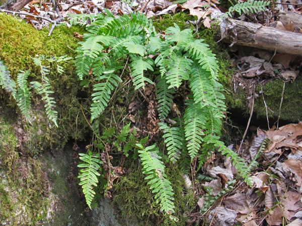 Rock cap fern | Project Noah