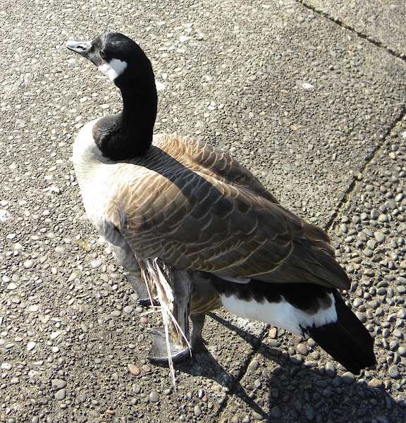 Canada Goose | Project Noah