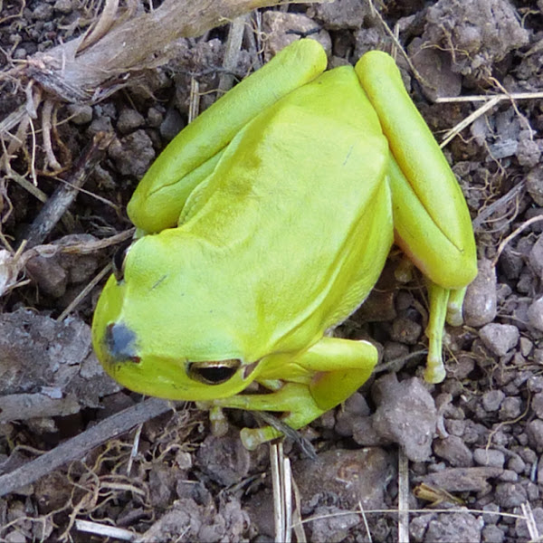 Stripeless tree frog | Project Noah