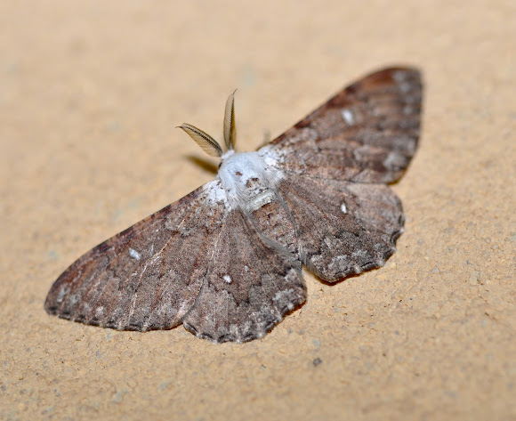 Geometrid Moth | Project Noah