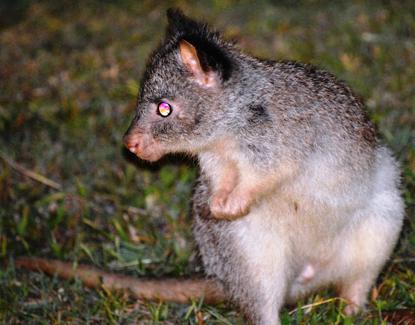 Rufous Bettong (Rufous Rat-Kangaroo) | Project Noah
