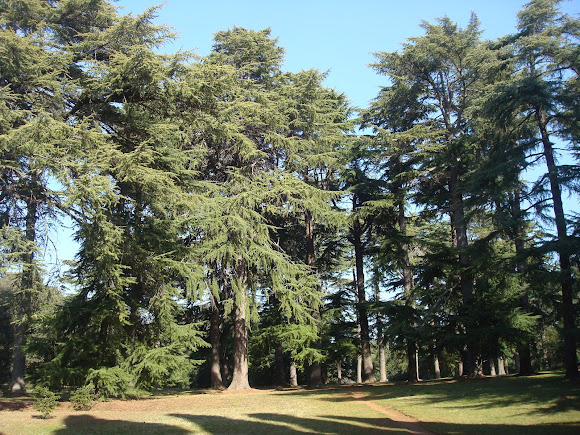 Cedar | Project Noah