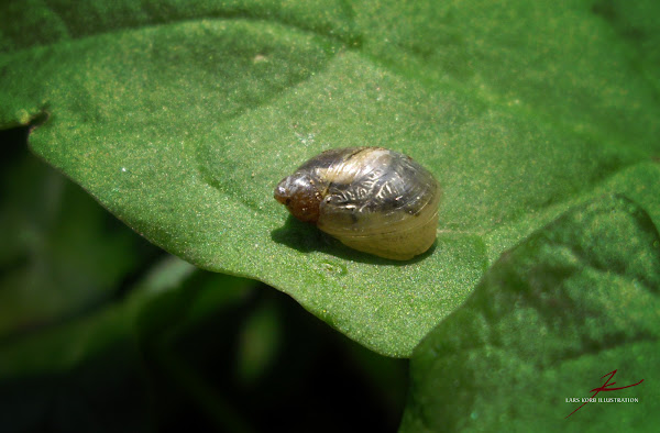 snail | Project Noah