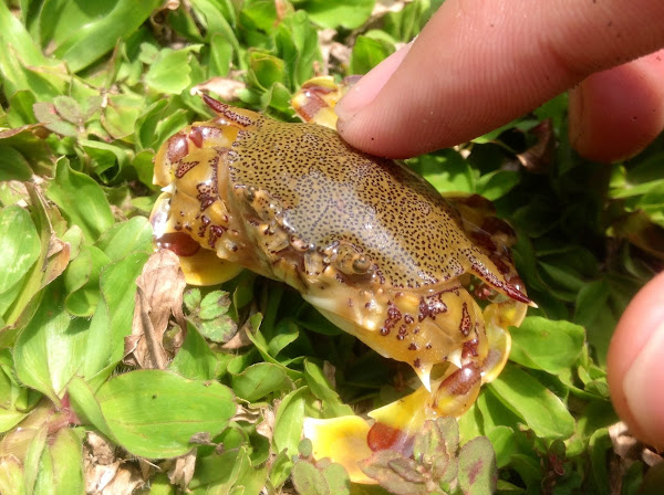 Spotted Moon Crab | Project Noah