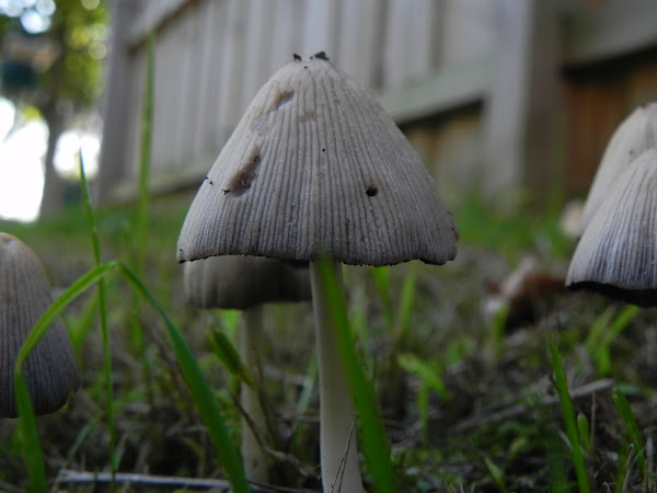 Gypsy Mushroom | Project Noah