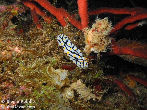 Varicose Phyllidia | Project Noah