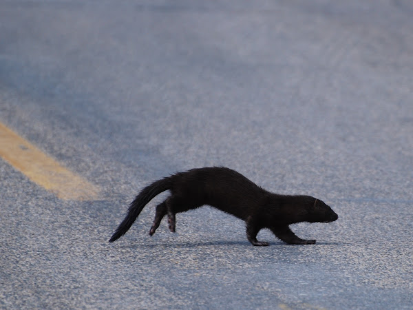 American Mink | Project Noah