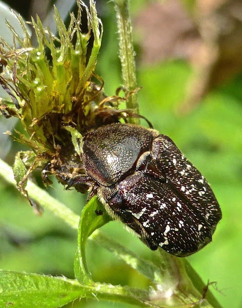 Dark Flower Scarab | Project Noah