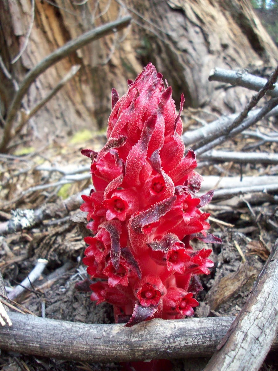 Snow Plant | Project Noah