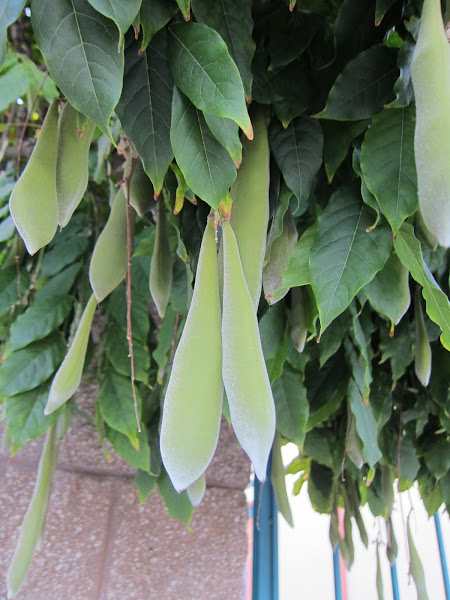 Wisteria seed pods | Project Noah