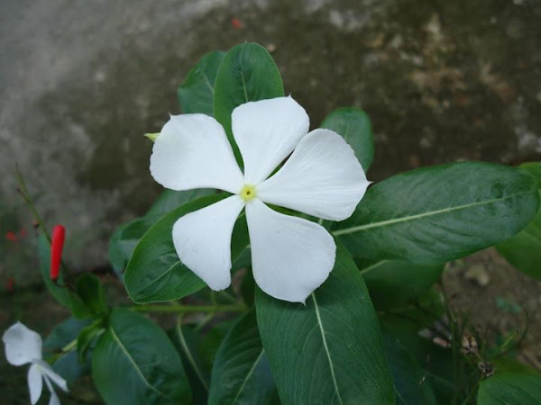 white periwinkle | Project Noah