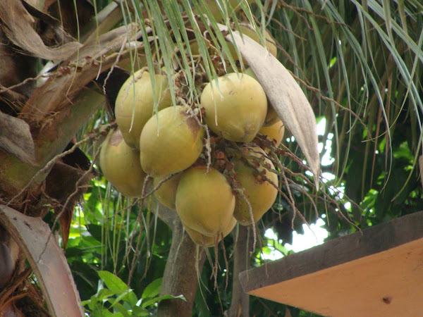 Coconut | Project Noah