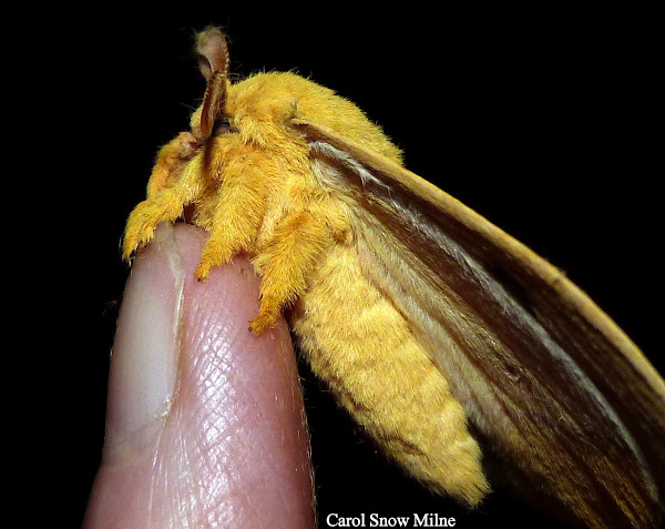 Io Moth (Male) | Project Noah