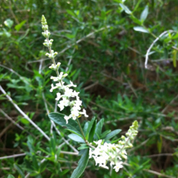 Bee Brush or White Bush | Project Noah