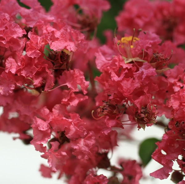Crape Myrtle | Project Noah