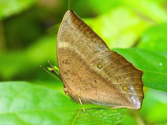 Common Duffer | Project Noah