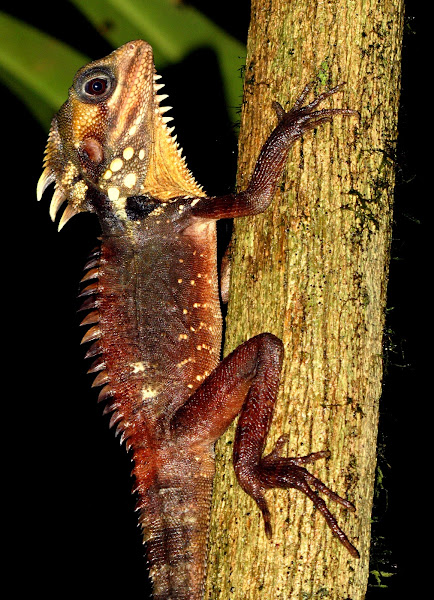 Boyd's Forest Dragon | Project Noah